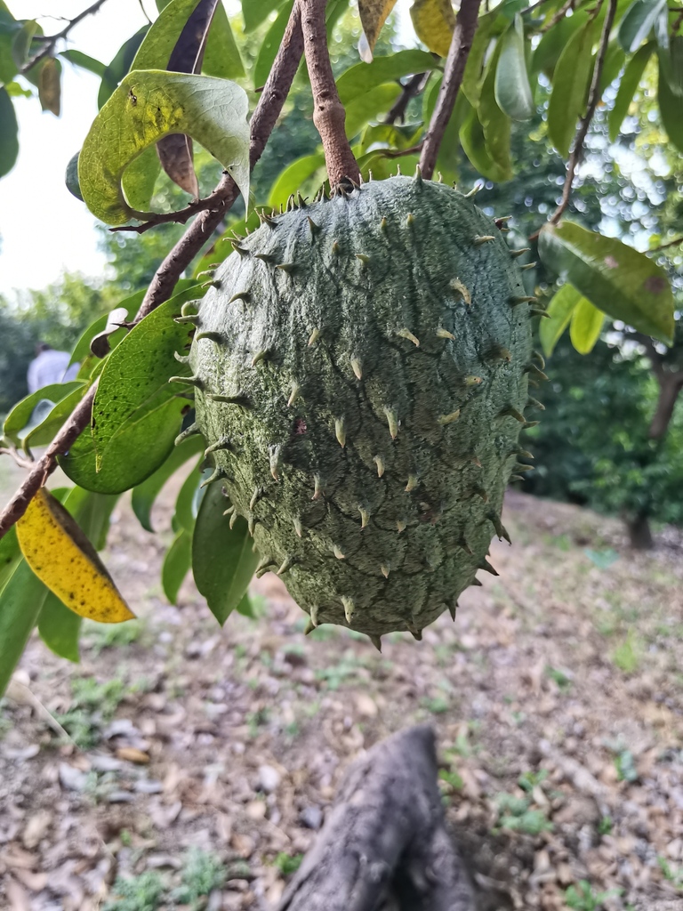 Soursop from 63507 Venustiano Carranza, Nay., México on December 10 ...