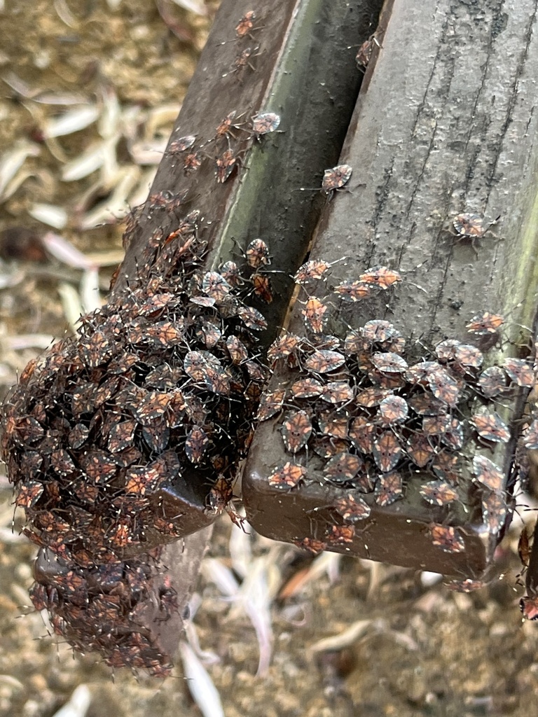 Lychee Stink Bug from UNSW, Kensington, NSW, AU on November 9, 2023 at ...