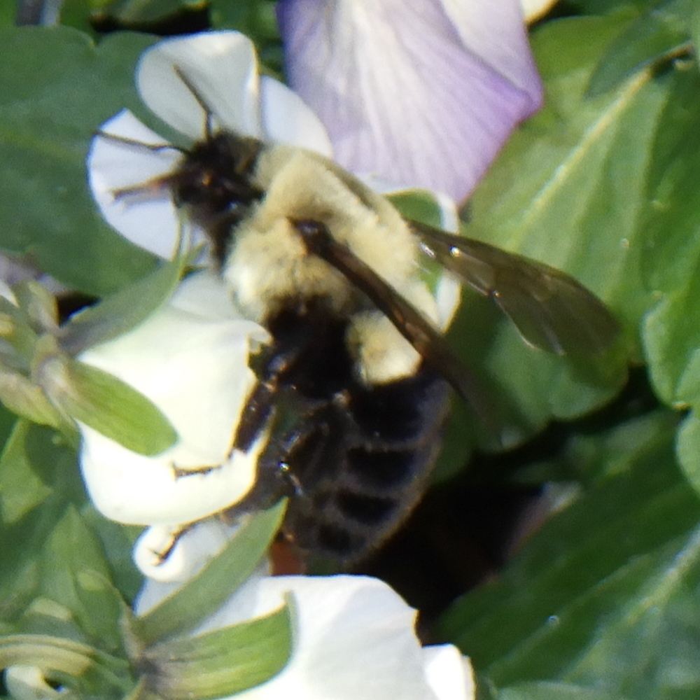 Common Eastern Bumble Bee from National Harbor, Fort Washington, MD ...