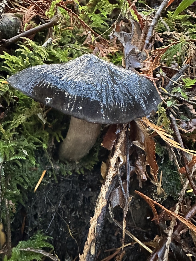 Midnight Entoloma from Holly View Way, Bellingham, WA, US on November ...