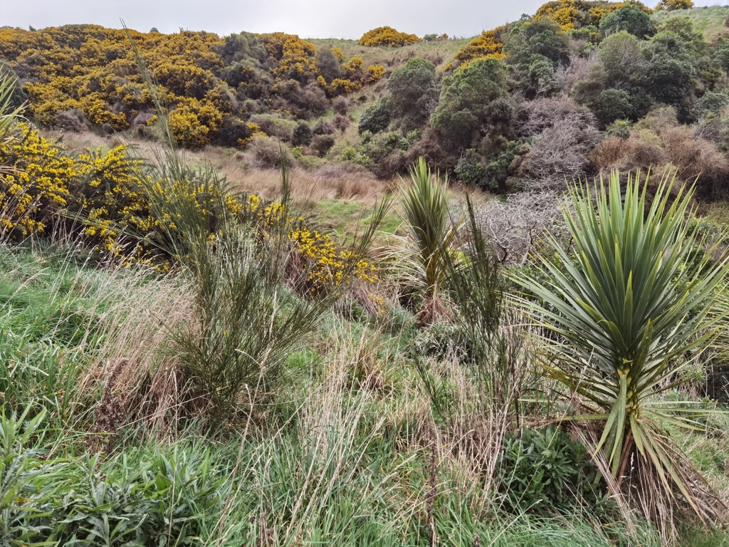Scotch Broom from Dunedin, NZ-OT, NZ on September 4, 2023 at 04:01 PM ...