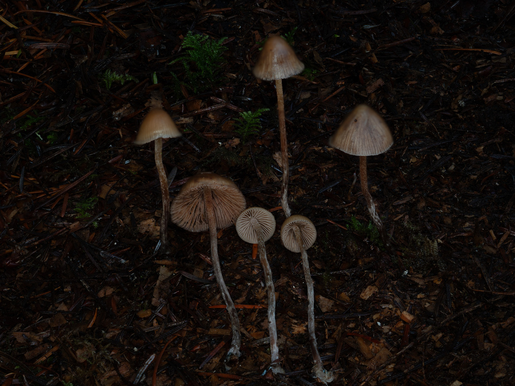 Psilocybe pelliculosa from Tillamook County, OR, USA on November 14 ...