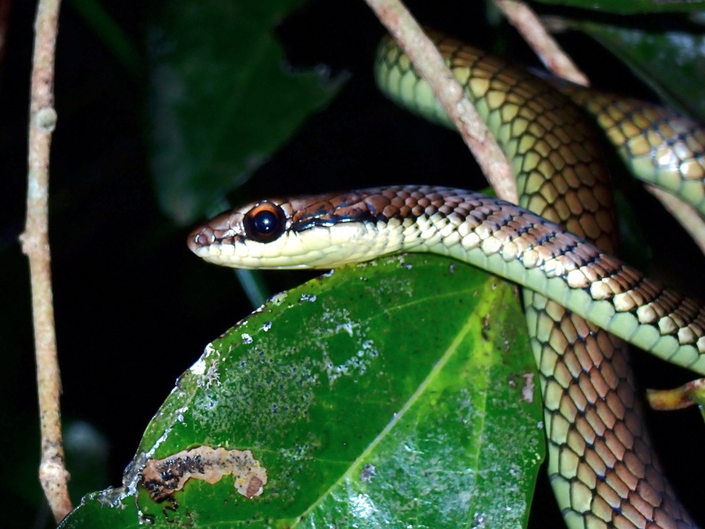 Philippines Bronzeback from Romblon Beach Resort on November 15, 2023 ...