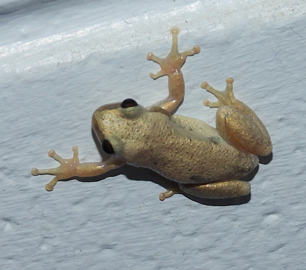 Desert Tree Frog from Horseshoe Bay, Bowen QLD 4805, Australia on ...
