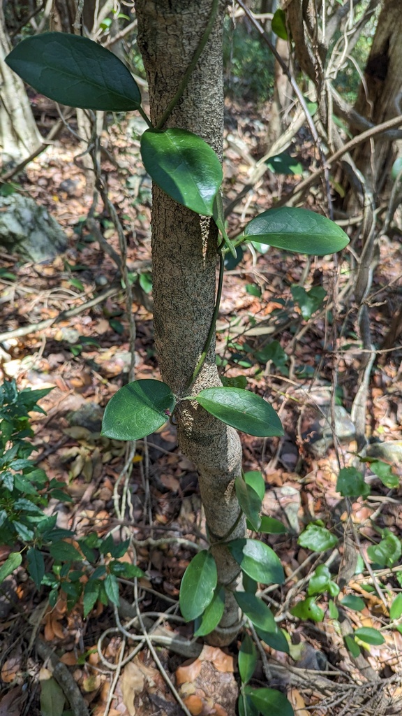 native hoya from Bahrs Scrub QLD 4207, Australia on November 16, 2023 ...
