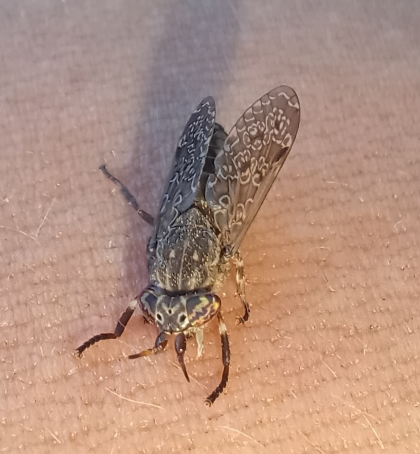 Haematopota obscura in November 2023 by Mandy Schubach · iNaturalist