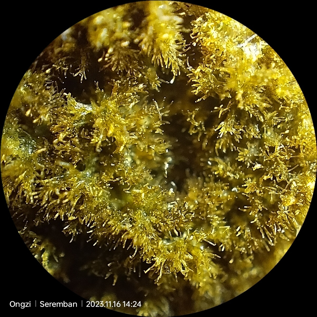 Tree Fringewort from Taman Labu Utama, 70200 Seremban, Negeri Sembilan ...