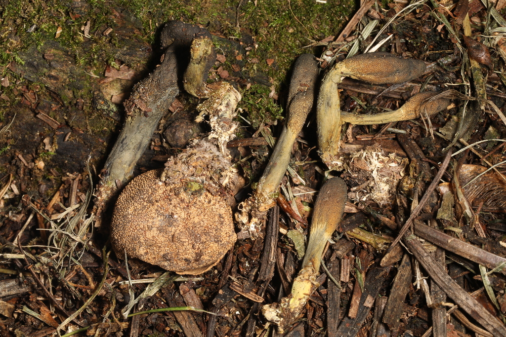 Tolypocladium from Centre Hall, PA 16828, USA on August 5, 2023 at 01: ...