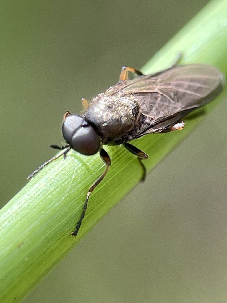 Inopus from Boundary Tk E, Frankston South, VIC, AU on November 16 ...