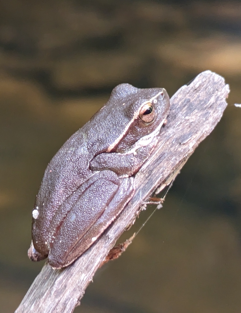Leaf Green Tree Frog from Faulconbridge NSW 2776, Australia on November ...