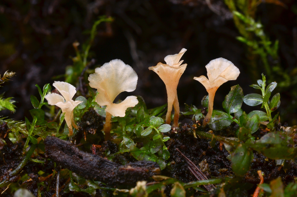 Cotylidia carpatica from Linn County, OR, USA on October 31, 2023 at 05 ...