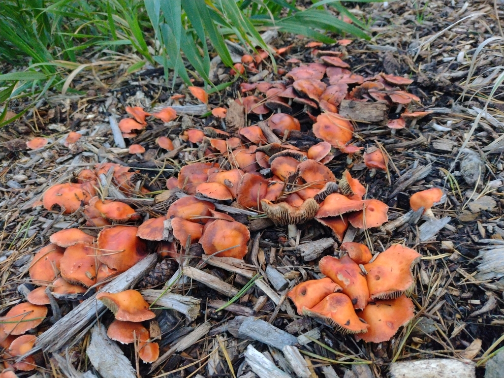 Chip Cherries from Millennium Point, Birmingham B4 7AP, UK on November ...