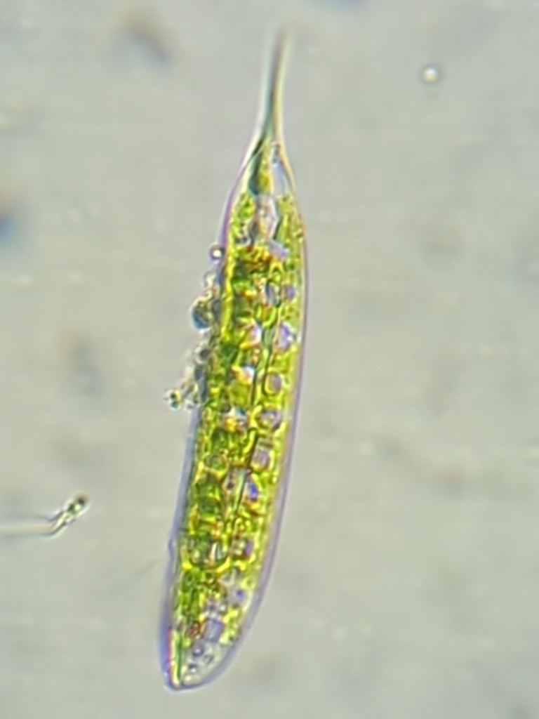 Euglenales from Chalmette on November 15, 2023 at 11:11 PM by Spencer B. · iNaturalist