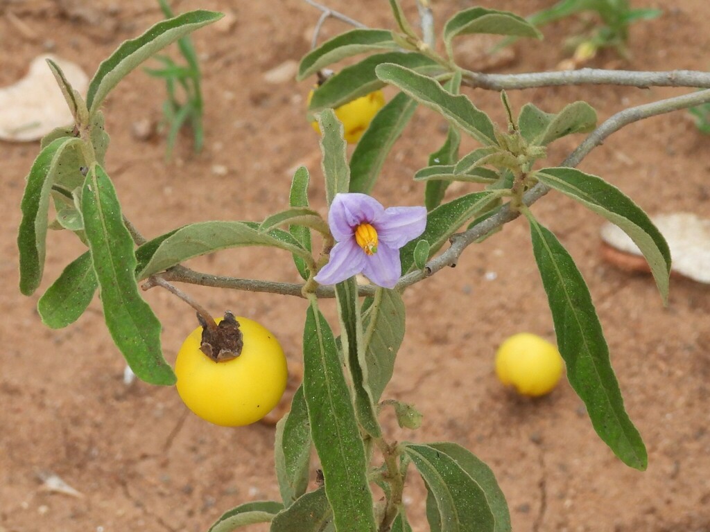 bitter-apple from Mopani District Municipality, South Africa on ...