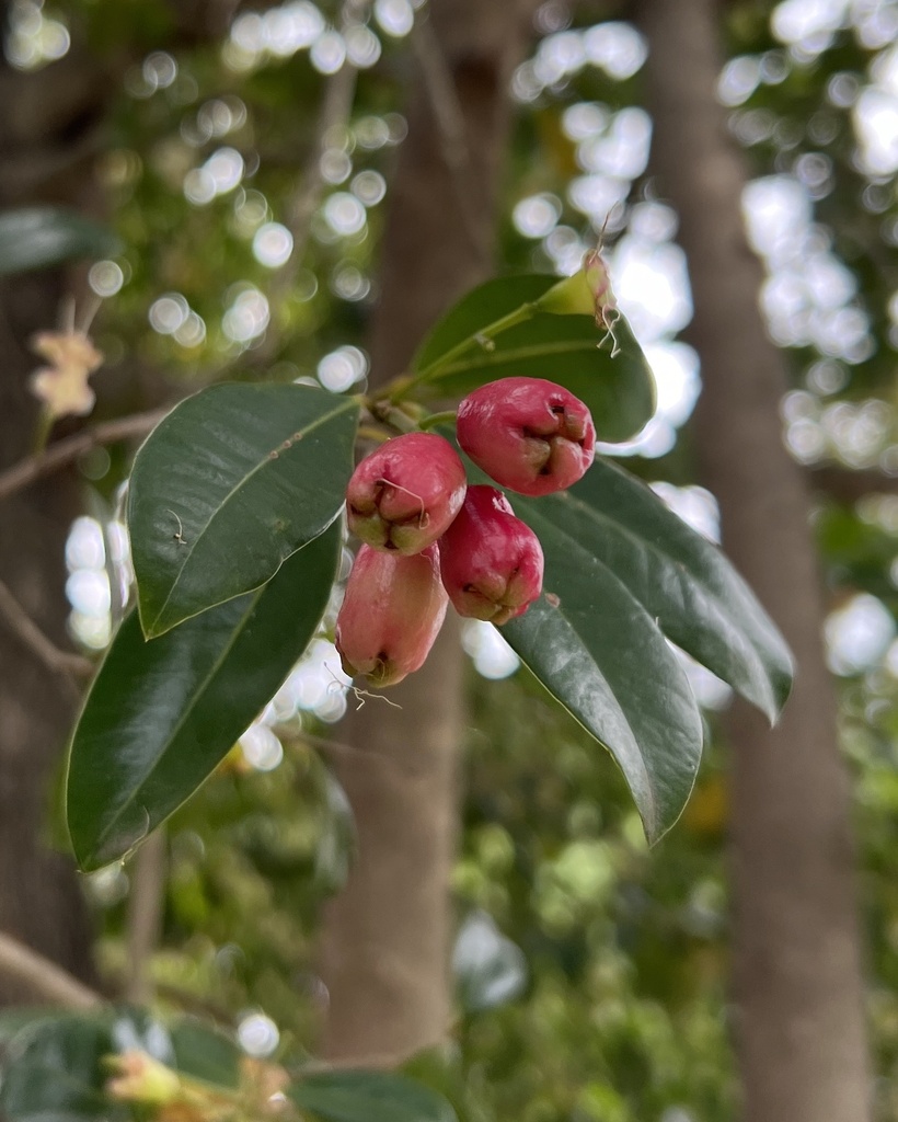 scrub cherry from Ehlanzeni, ZA-MP, ZA on November 16, 2023 at 09:55 AM ...