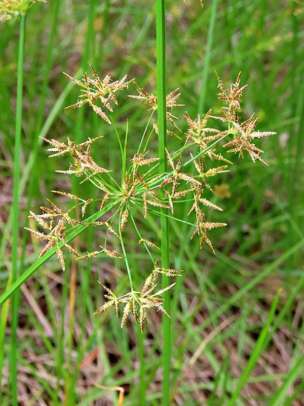 Winged Sedge from Mnjoli Farm on November 10, 2023 by Kate Braun. Sedge ...