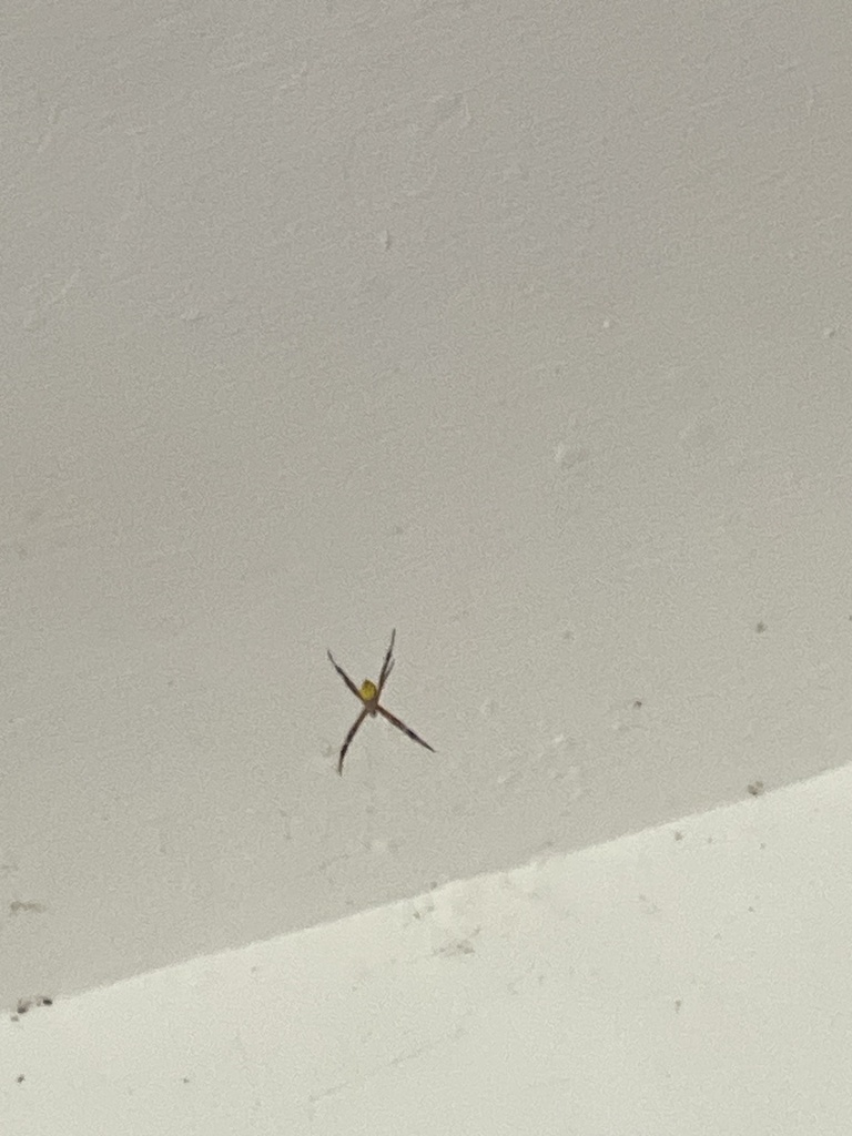 Hawaiian Garden Spider from Guam, Piti, Guam, US on November 16, 2023 ...