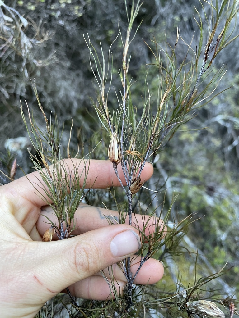 Monoao from Te Ika-a-Māui/North Island, Taihape, Hawke's Bay, NZ on ...