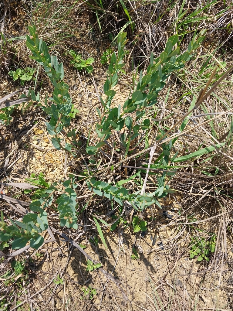 Cluts from Emnambithi/Ladysmith Municipality, South Africa on November ...