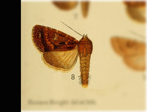 Condica albigeroides · iNaturalist