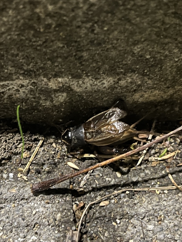 Emma Field Cricket from 大阪公立大学 中百舌鳥キャンパス, 堺市中区, 大阪府, JP on November 16 ...