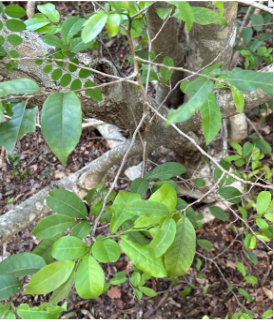 Vitex gaumeri in October 2023 by Daniela V. Reyes C. · iNaturalist
