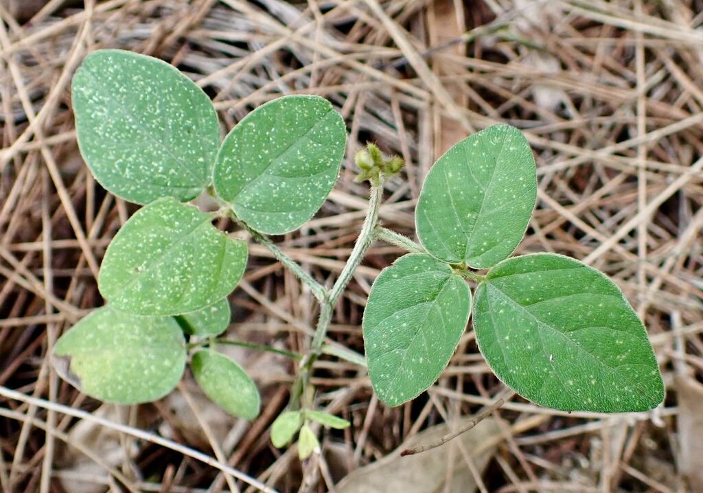 Perennial Soybean from Coomera River, Riverstone Crossing Reserve ...
