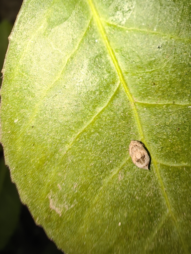Winged and Once-winged Insects from Beijing, Beijing, CN on November 16 ...