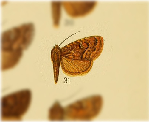 Condica rubrifusa · iNaturalist