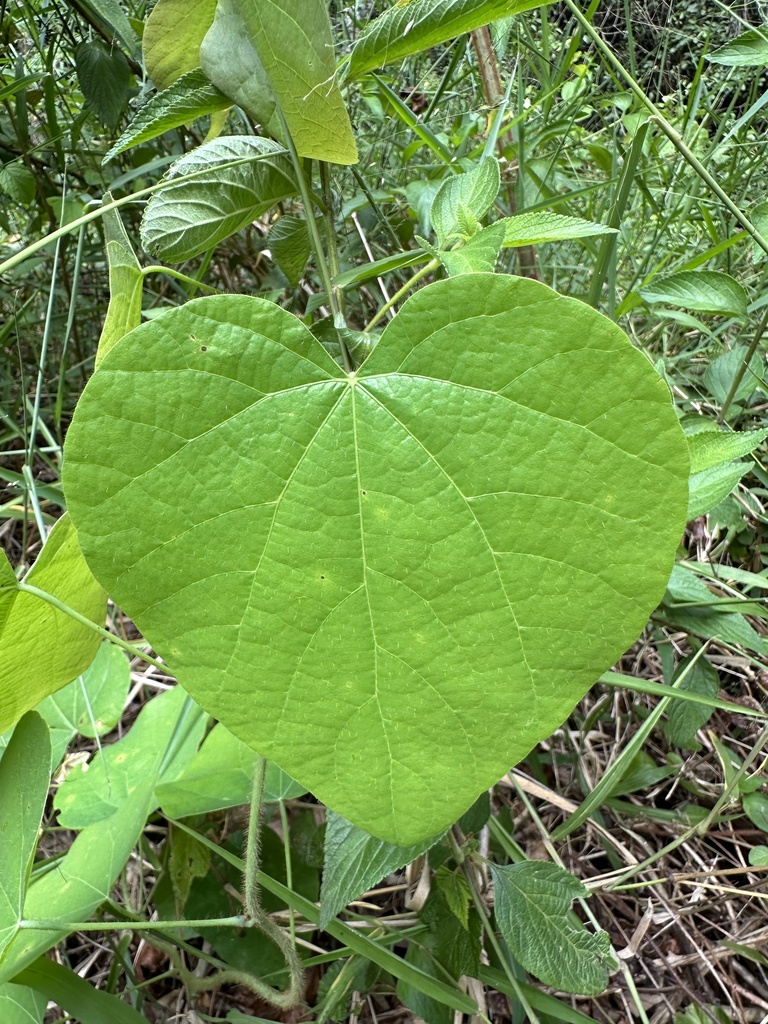 Big-Leaf Vine from Mary River, Booroobin, QLD, AU on November 16, 2023 ...
