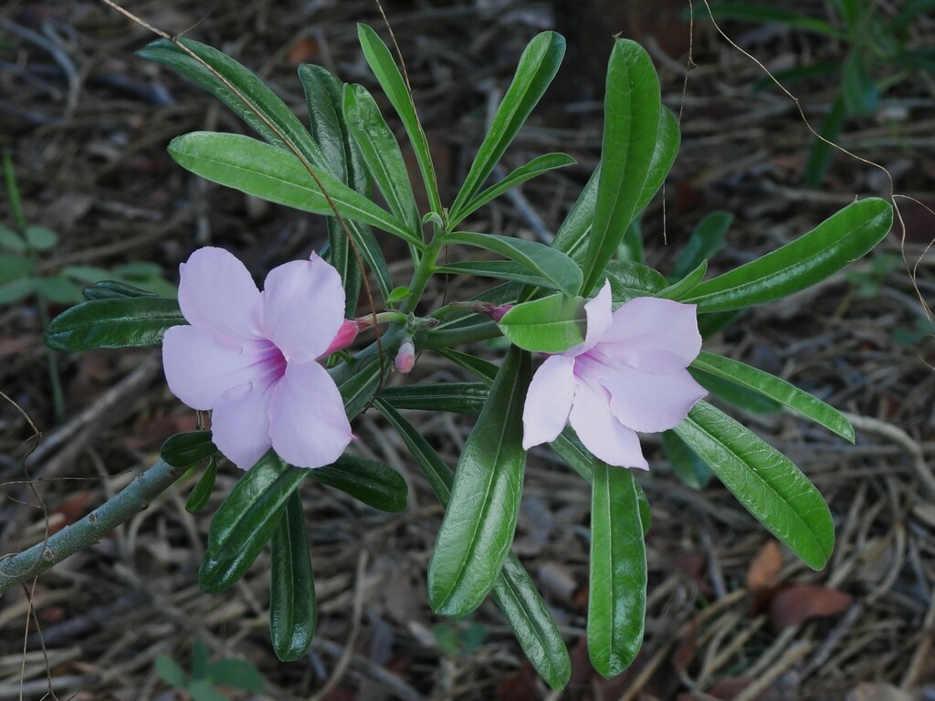 summer impala lily in November 2023 by Richard Johnstone · iNaturalist