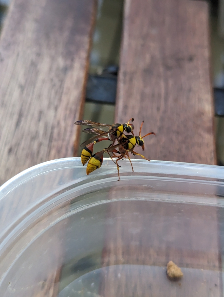 Delta esuriens from Harmon, Tamuning, Guam on November 16, 2023 at 07: ...