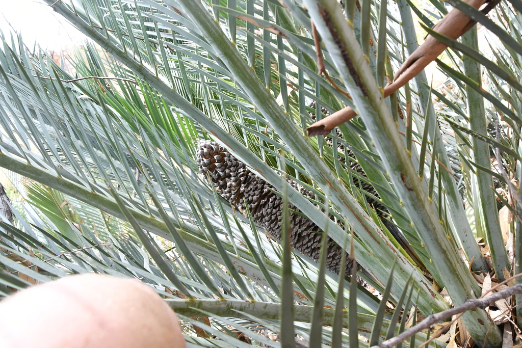 MacDonnell Ranges Cycad from Hugh NT 0872, Australia on November 14 ...