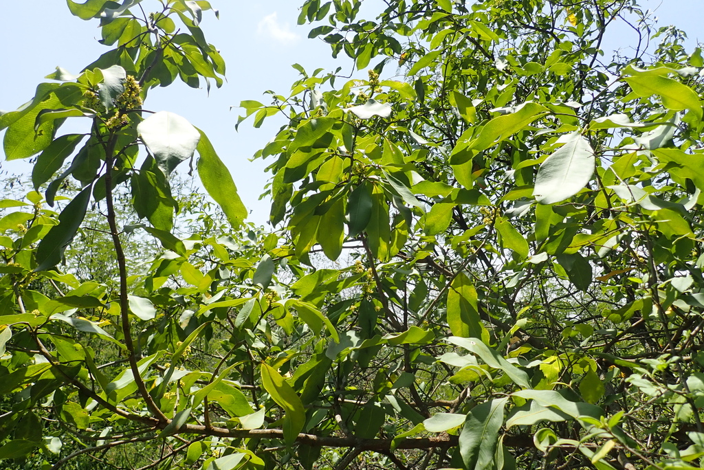 Vepris nobilis from Gaamo, Ethiopia on October 12, 2023 at 11:29 AM by ...