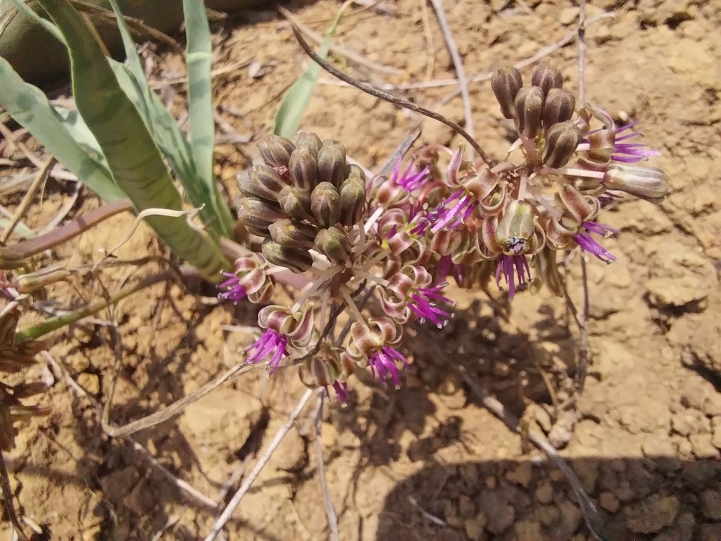 tough-leaved African hyacinth from Emnambithi/Ladysmith Municipality ...
