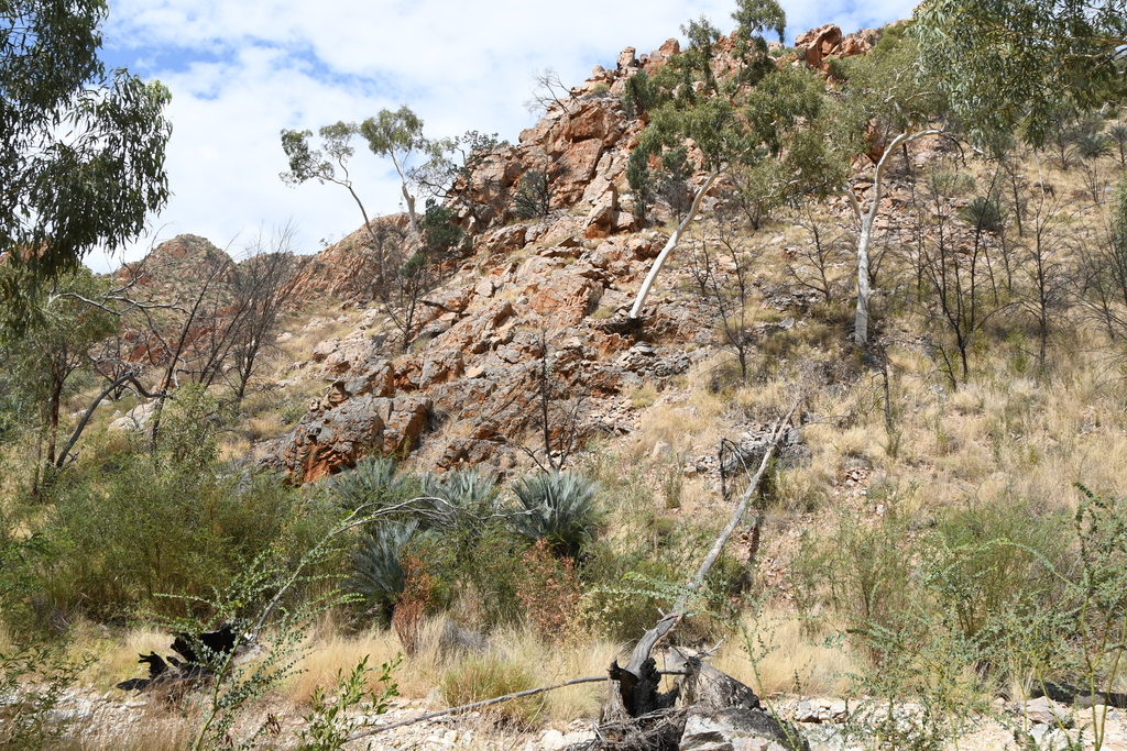 MacDonnell Ranges Cycad from Hugh NT 0872, Australia on November 14 ...
