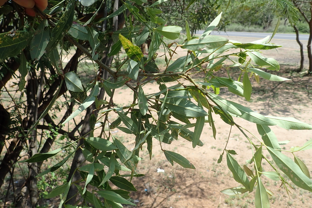 dicots from Gaamo, Ethiopia on October 12, 2023 at 11:43 AM by Odile ...