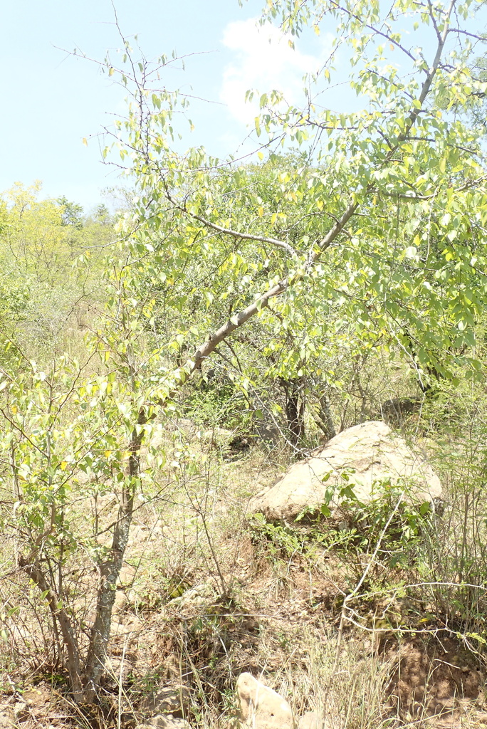 buffalo-thorn from Gaamo, Ethiopia on October 12, 2023 at 11:48 AM by ...