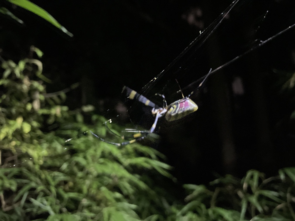 Joro Spider from Inariyamakan-yuchi, Fushimi, Kyoto, Kyoto, JP on ...