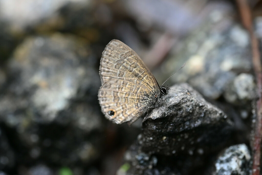 Common Line Blue from East Division, Arunachal Pradesh, India on July 8 ...