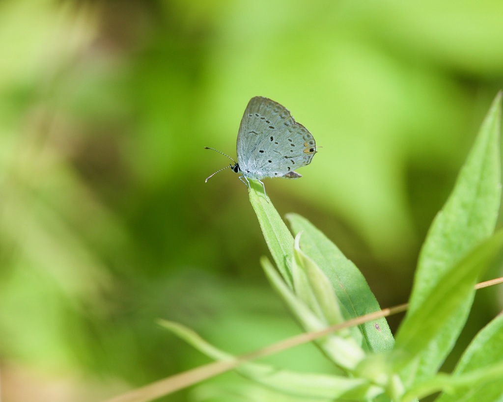 Eastern Tailed-Blue from Stark County, OH, USA on July 22, 2023 at 02: ...