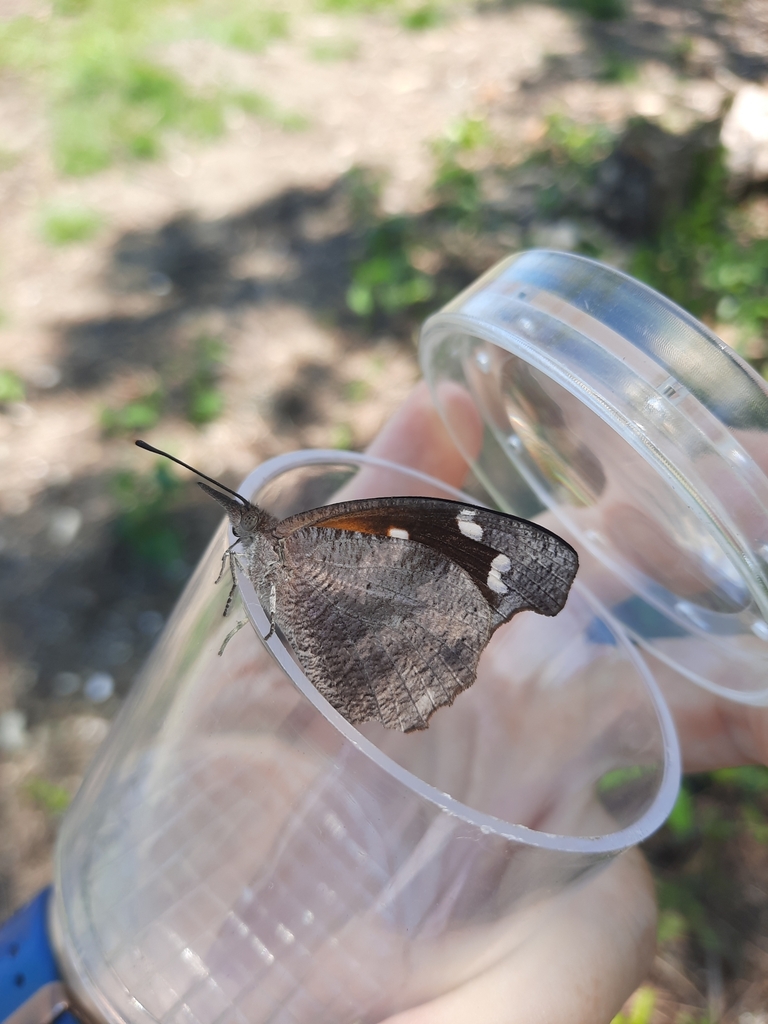 Purple Beak in November 2023 by tiffany_beachy · iNaturalist