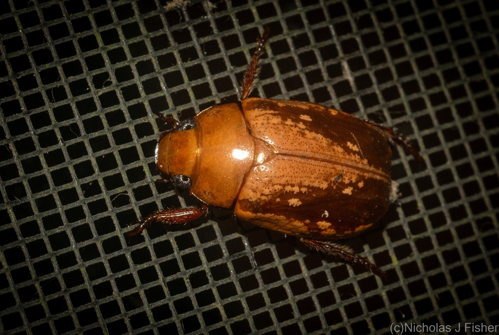 Campfire Beetle from Tamborine Mountain QLD 4272, Australia on October ...