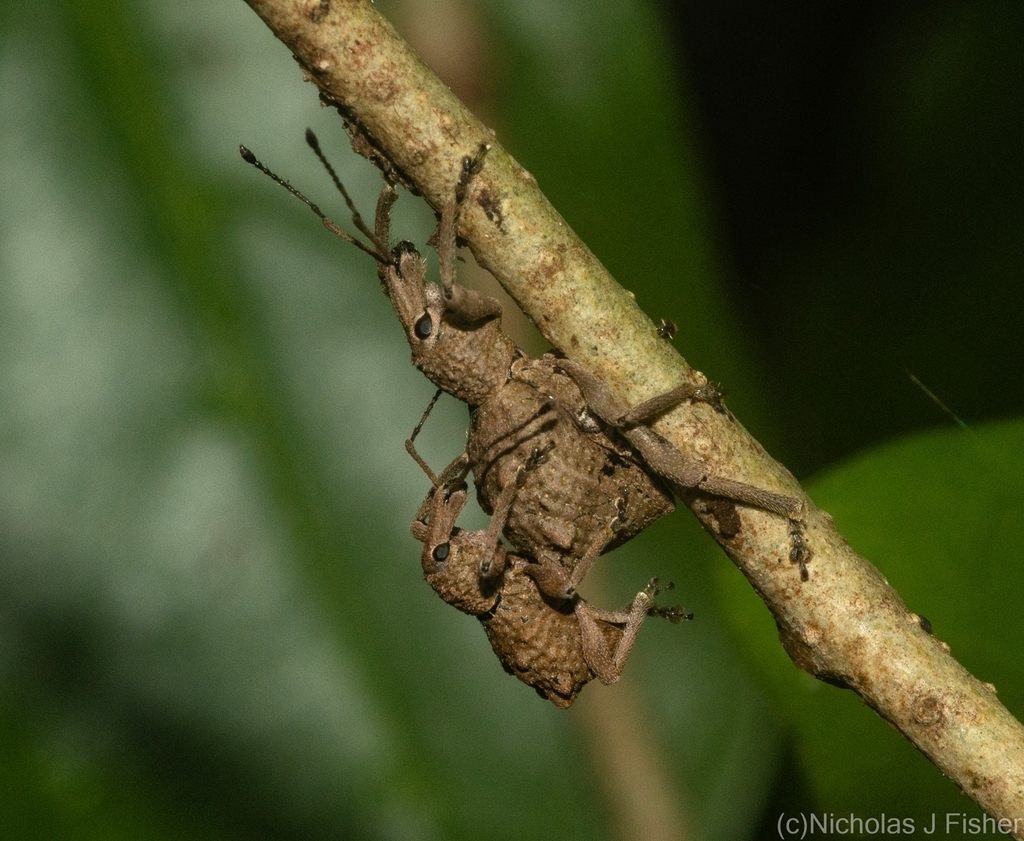 Leptopius tetraphysodes from Tamborine Mountain QLD 4272, Australia on ...