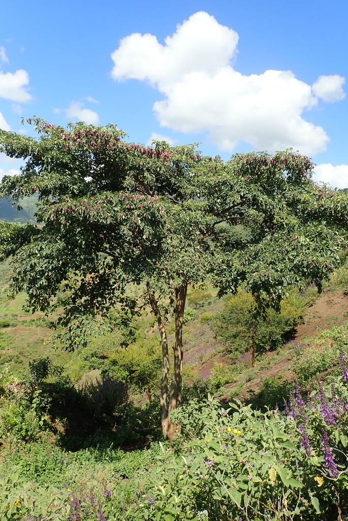 (Terminalia brownii) - Botanical Realm