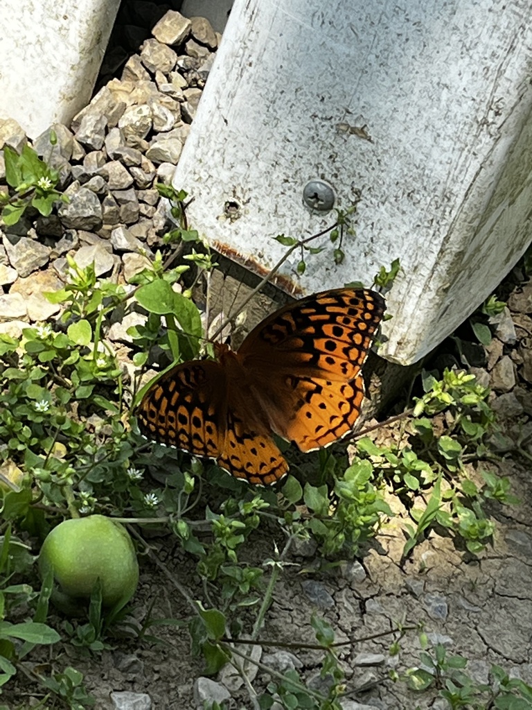 Great Spangled Fritillary from Airport Rd, Punxsutawney, PA, US on June ...