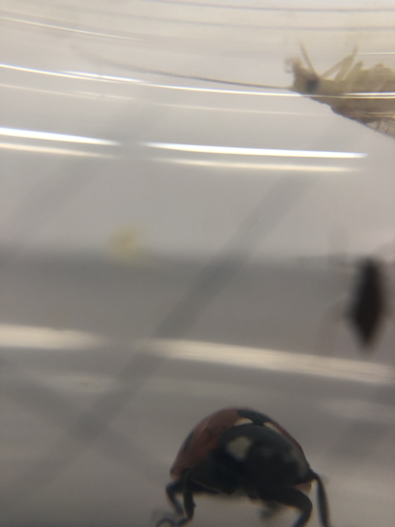 Seven-spotted Lady Beetle from Anglia Ruskin University Science Centre ...