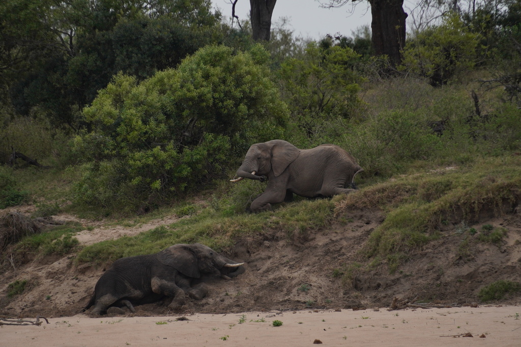 Savanna Elephant in October 2023 by Pierre-Louis Stenger · iNaturalist