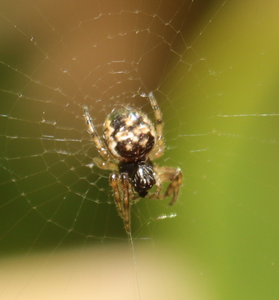 Common Garbage-Line Web Spider from Dwarskersbos, Velddrif, 7365, South ...