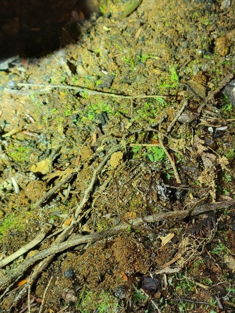 Luminous Moss in October 2023 by charolais. Goblins gold. On soil under ...